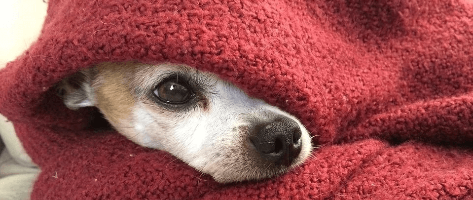 Chien malade : quelles sont les différentes maladies et symptômes ...